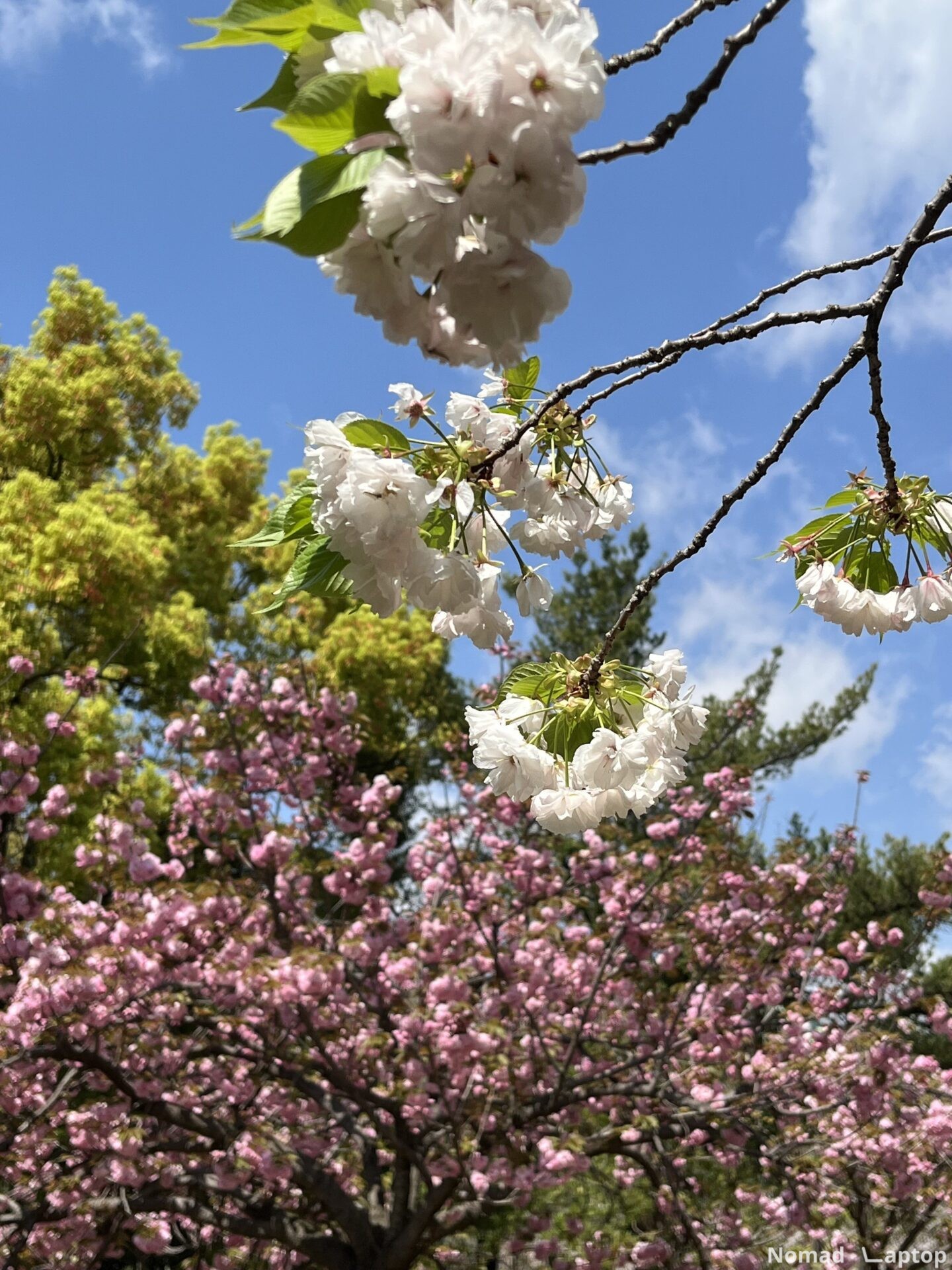 Sakura in Japan - Best places and festivals to enjoy the cherry blossom ...
